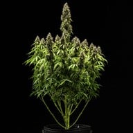 Buy Pink Mist Auto Cannabis Seeds - Royal Queen Seeds USA