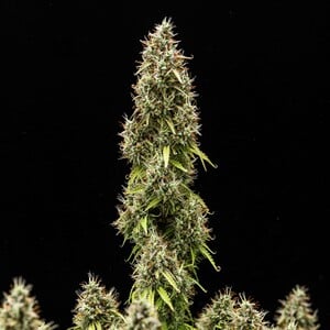 Buy Pink Mist Auto Cannabis Seeds - Royal Queen Seeds USA