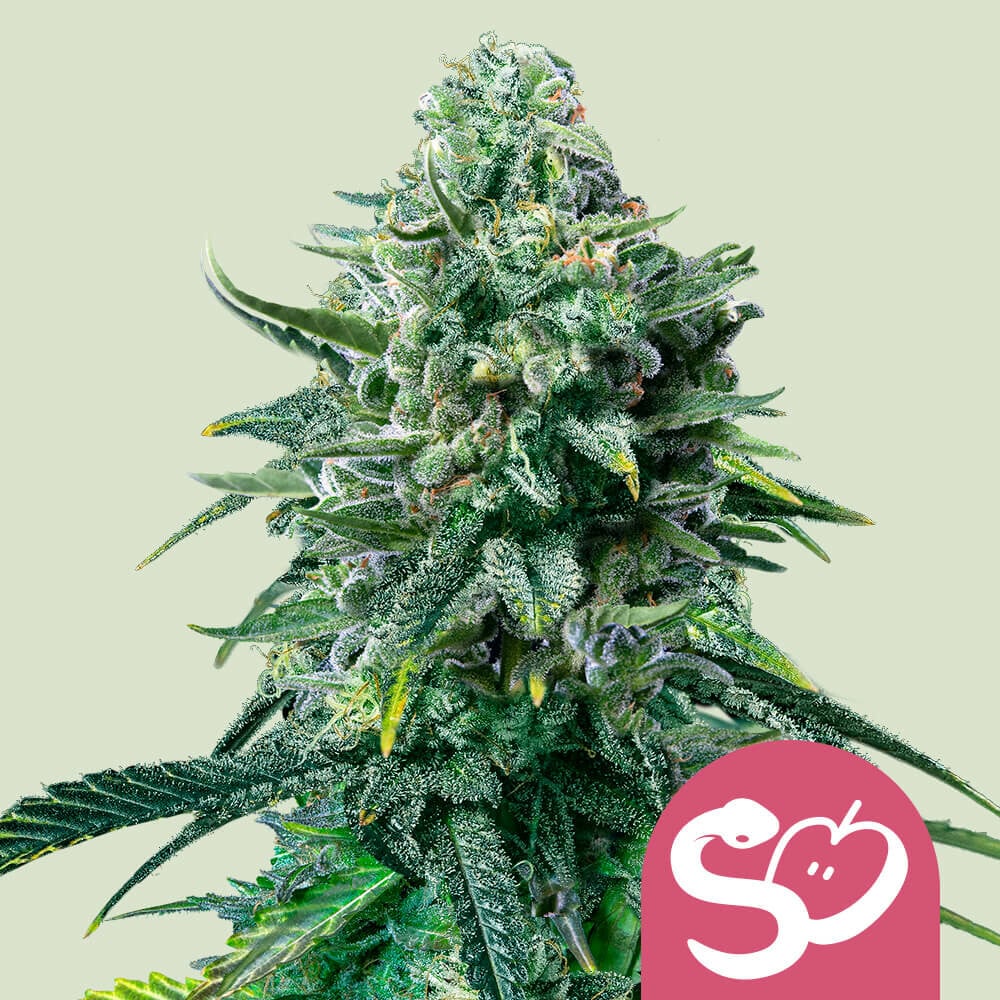 Buy Forbidden Fruit Feminized Cannabis Seeds - Royal Queen Seeds USA