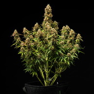 Buy Gaia F1 Hybrid Cannabis Seeds - USA
