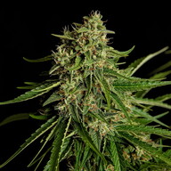 Buy Gaia F1 Hybrid Cannabis Seeds - USA