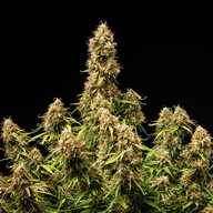 Buy Gaia F1 Hybrid Cannabis Seeds - USA