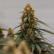 Buy Gaia F1 Hybrid Cannabis Seeds - USA