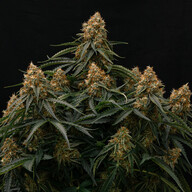 Buy Gaia F1 Hybrid Cannabis Seeds - USA