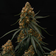 Buy Gaia F1 Hybrid Cannabis Seeds - USA
