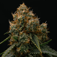 Buy Gaia F1 Hybrid Cannabis Seeds - USA