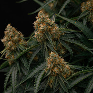 Buy Gaia F1 Hybrid Cannabis Seeds - USA
