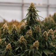 Buy Gaia F1 Hybrid Cannabis Seeds - USA