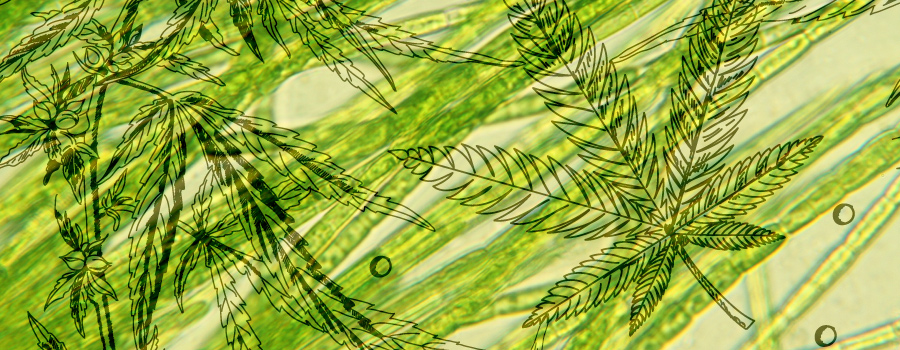How To Protect Your Cannabis Crop From Algae - RQS Blog