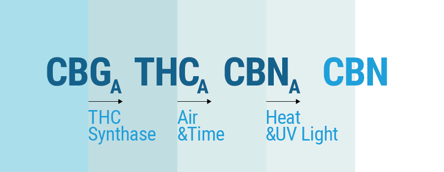 What is CBN and What Are Its Effects? - RQS Blog