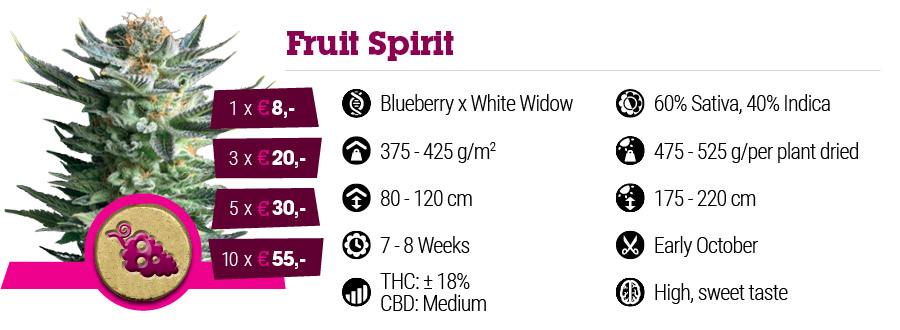 Top 10 Beste Sativa Cannabis-Züchtung