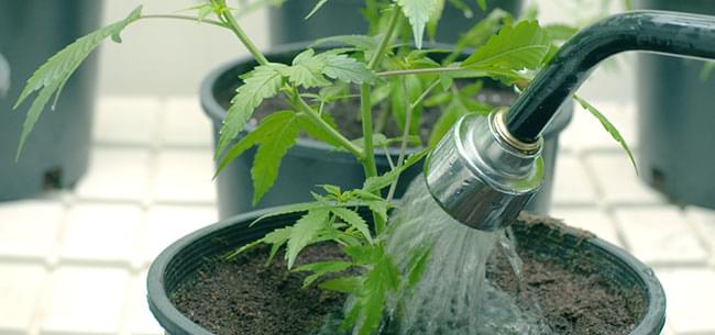 How and When to Flush Marijuana Plants - RQS Blog