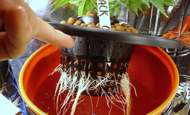 Hydroponics Cannabis Growing Guide