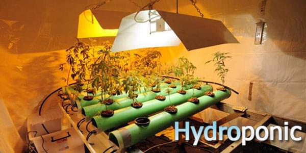 Hydroponics Cannabis Growing Guide