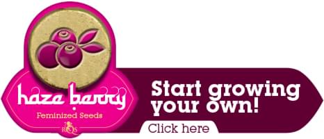 Haze Berry: Medical Marijuana Strain