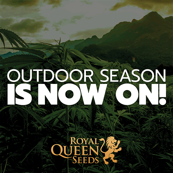 The Cannabis Pruning Faceoff: Topping or Fimming? - RQS Blog