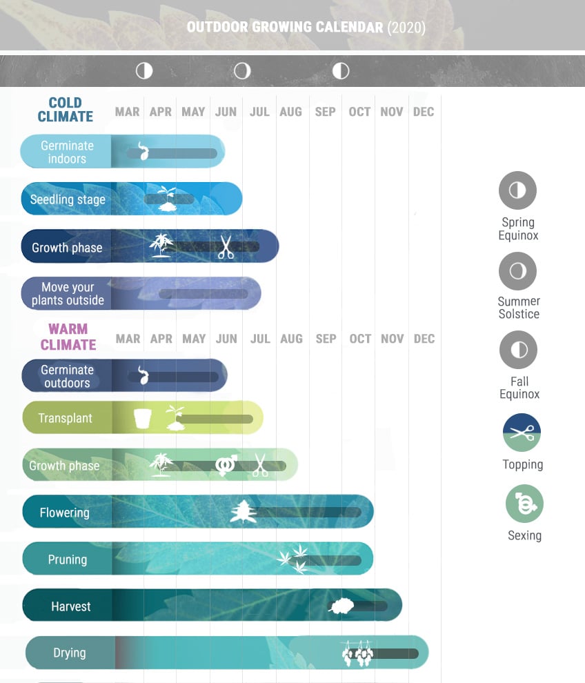 How To Grow Cannabis Outdoors 2020 - RQS Blog