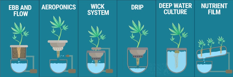 Hydroponics Cannabis Growing Guide - RQS Blog