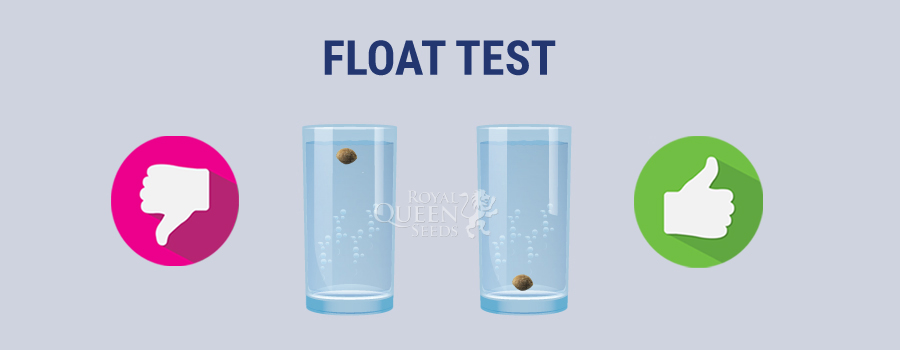 Cannabis Seeds Quality: What To Know Before You Grow - RQS Blog