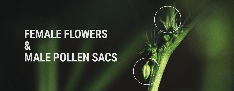 Cannabis Plants: Male, female and hermaphrodite - RQS Blog