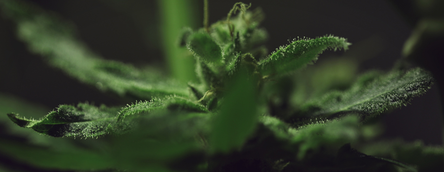 Benefits Of Cannabis Terpene Pinene - Royal Queen Seeds - RQS Blog