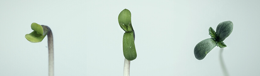 The Cannabis Plant Anatomy - Royal Queen Seeds