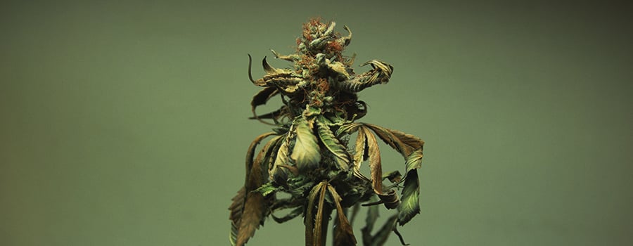 Nutrient Burn In Cannabis: How To Identify, Fix, & Prevent The ...