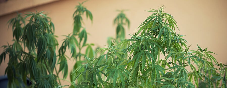 What Is Photoperiod Cannabis & How To Grow It Outdoors - RQS Blog