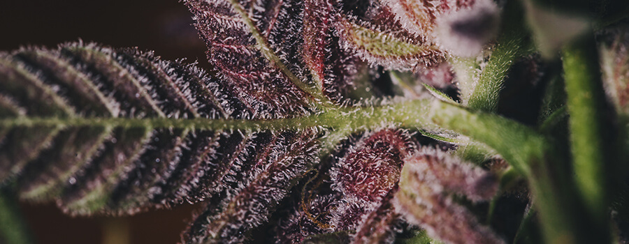 Purple Queen: Majestic Purple Cannabis - Royal Queen Seeds