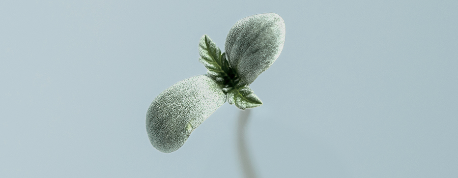 Is Albino Weed Possible, Or Simply A Myth? - RQS Blog