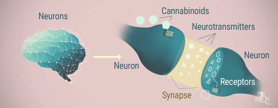 CBD And Its Amazing Impact On The Brain - RQS Blog