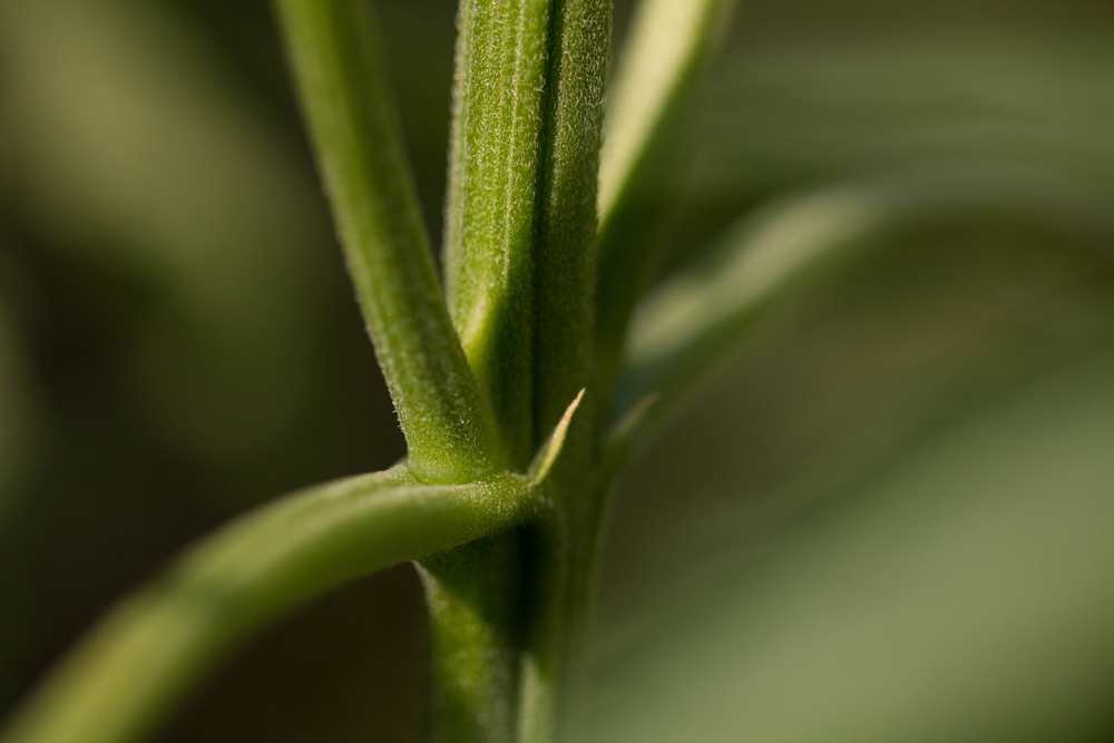 How To Grow A Marijuana Bonsai - RQS Blog