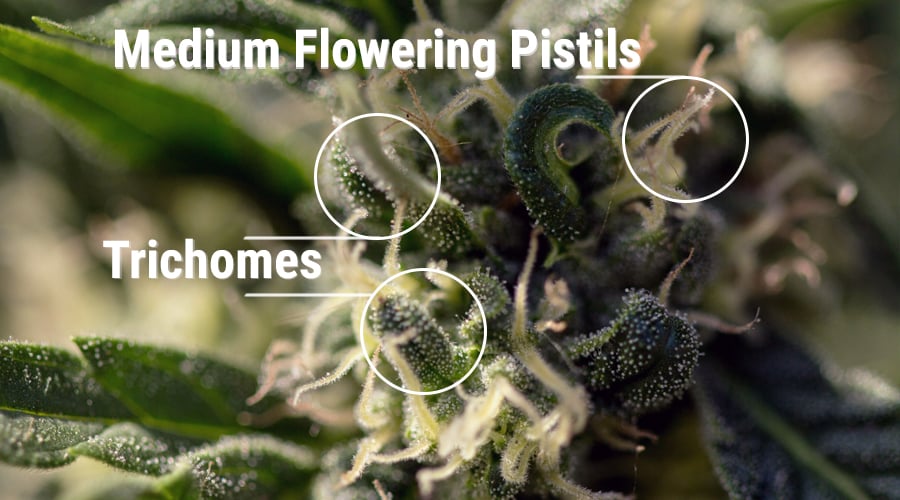 Getting To Know The Cannabis Calyx, Resinous To The Top - RQS Blog