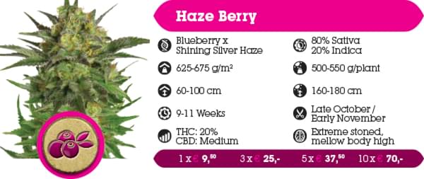 Top 10 Best Sativa Cannabis