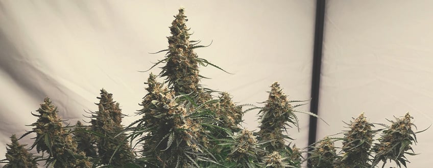 Top 10 Autoflowering Strains of 2022 - RQS Blog