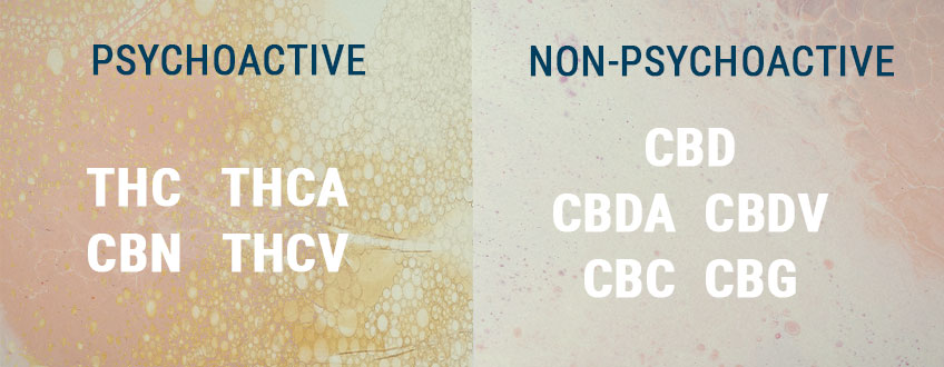 What Are Cannabinoids And Why Are They Important? - Royal Queen Seeds