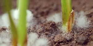 Cannabis Mould: Identification, Prevention, and Treatment - Royal Queen ...