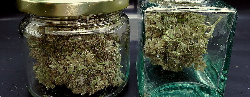 Harvest Time - Royal Queen Seeds
