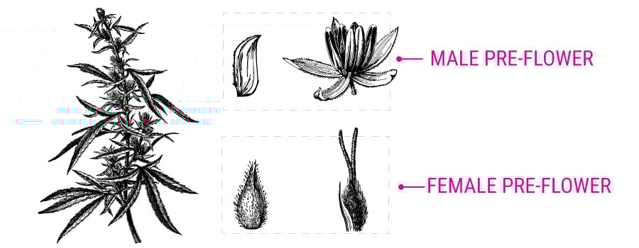 Cannabis Plants: Male, female and hermaphrodite