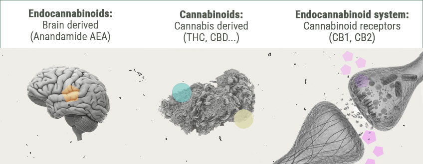 How Cannabinoids & Terpenes Work Together ? The Entourage Effect: