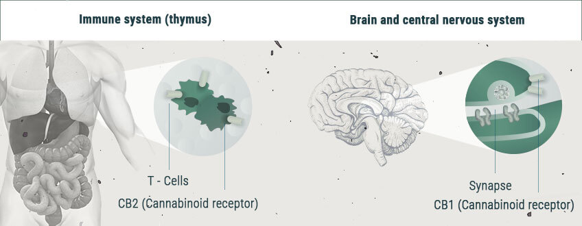 How Cannabinoids & Terpenes Work Together ? The Entourage Effect: