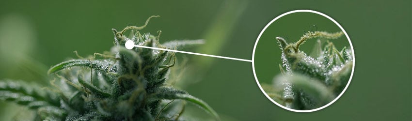 The Cannabis Plant Anatomy - Royal Queen Seeds