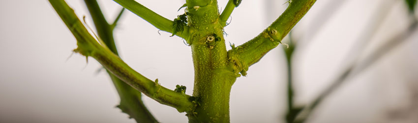 The Cannabis Plant Anatomy - Royal Queen Seeds