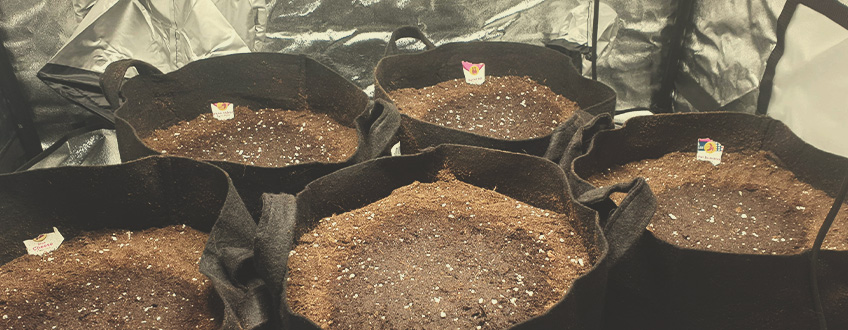 Maximum Yield With Autoflower Cannabis - Royal Queen Seeds