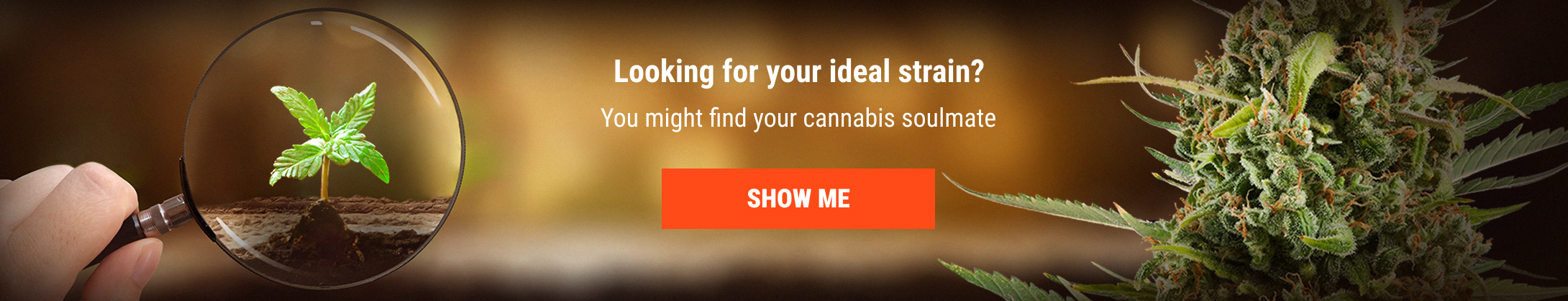 Buy Autoflowering & Feminized Cannabis Seeds. Royal Queen Seeds