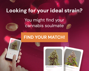 Buy High-Quality Cannabis Seeds | Royal Queen Seeds UK