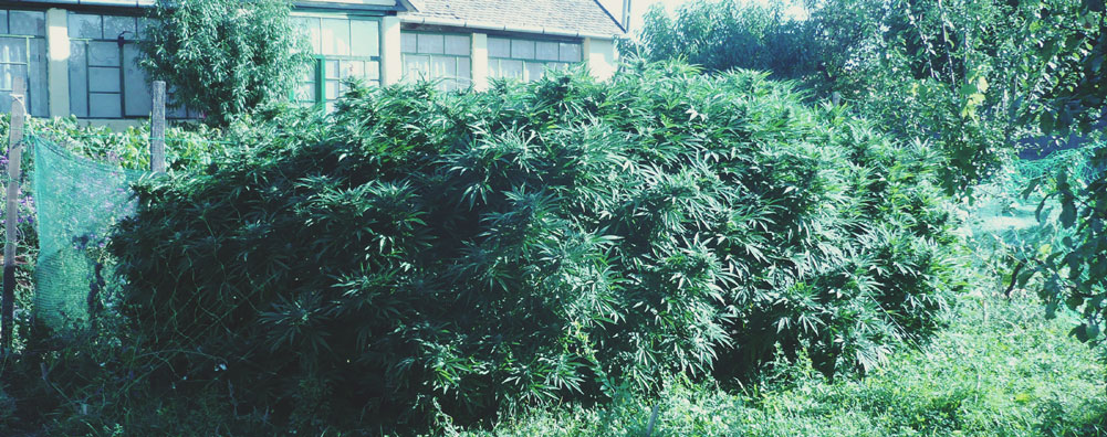 Top 10 High-Yielding Outdoor Cannabis Strains - RQS Blog