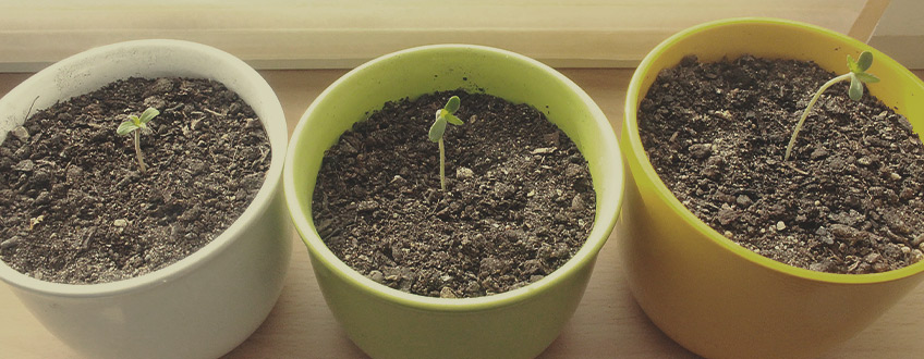 Choosing The Best Soil For Cannabis: A Home Grower's Guide - RQS Blog
