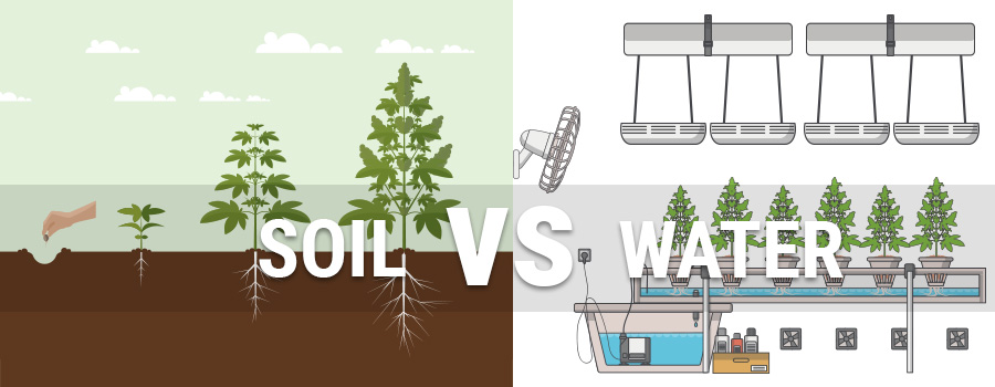 Does Hydroponic Or Soil Growing Produce The Best Cannabis Flower? - RQS ...