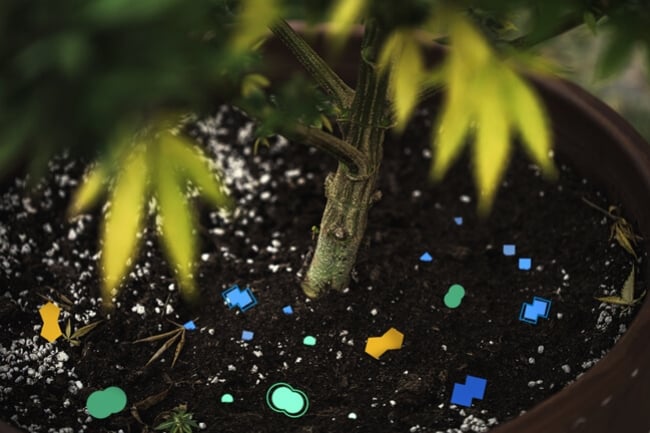 How Enzymes Help Cannabis Plants Survive and Thrive - RQS Blog